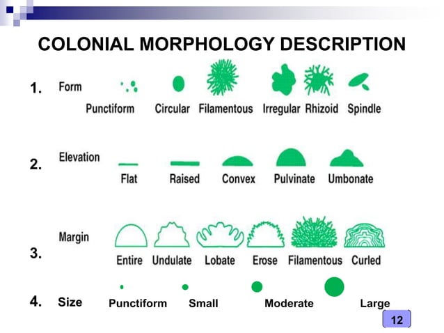 Medical Microbiology Laboratory (bacterial shapes, arrangement and staining techniques) | PDF
