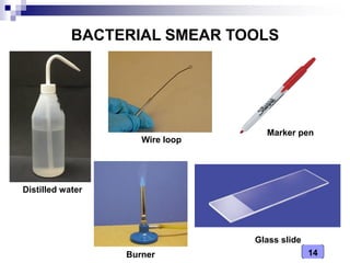 Medical Microbiology Laboratory (bacterial shapes, arrangement and ...
