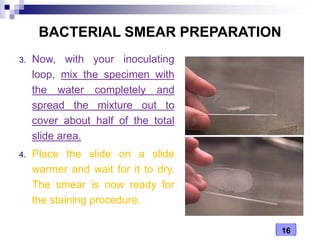 Medical Microbiology Laboratory (bacterial shapes, arrangement and ...