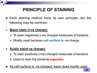Medical Microbiology Laboratory (bacterial shapes, arrangement and staining techniques) | PDF