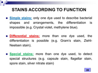 Medical Microbiology Laboratory (bacterial shapes, arrangement and staining techniques) | PDF