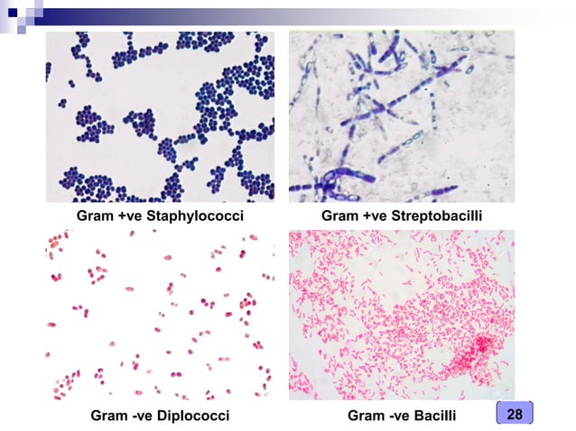Medical Microbiology Laboratory (bacterial shapes, arrangement and ...