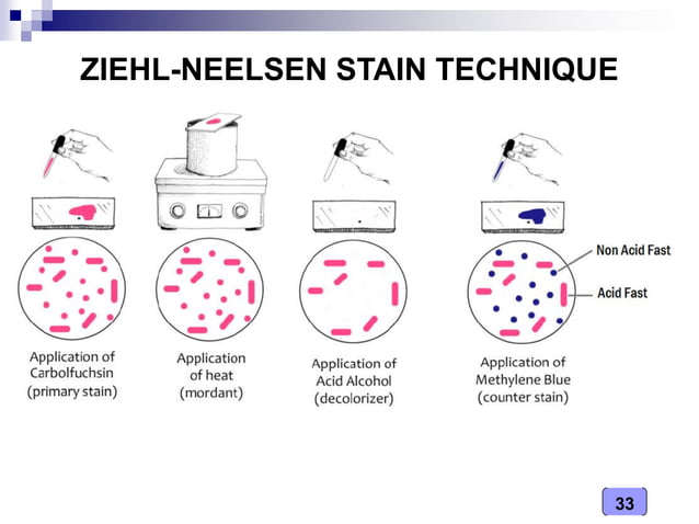 Medical Microbiology Laboratory (bacterial shapes, arrangement and staining techniques) | PDF