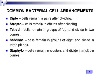 Medical Microbiology Laboratory (bacterial shapes, arrangement and staining techniques) | PDF