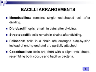 Gram Negative Diplobacilli