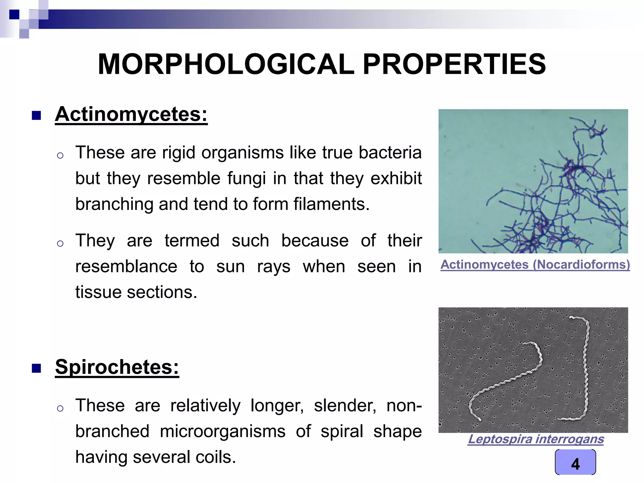 Medical Microbiology Laboratory (pathogenic bacteria classification) | PDF