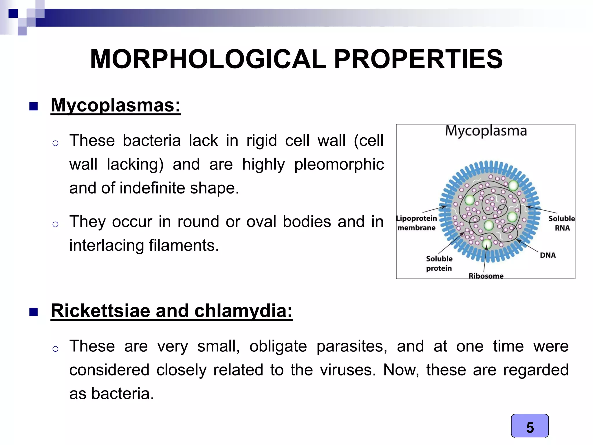 Medical Microbiology Laboratory (pathogenic bacteria classification) | PDF