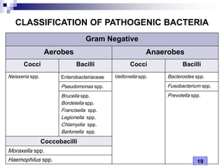 Medical Microbiology Laboratory (pathogenic bacteria classification) | PDF
