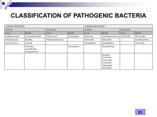 Medical Microbiology Laboratory (pathogenic bacteria classification) | PDF