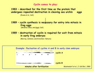 L09 cell cycle | PPT