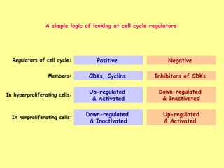L09 cell cycle | PPT
