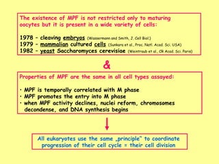 L09 cell cycle | PPT