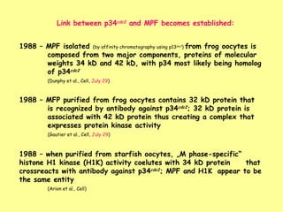 L09 cell cycle | PPT