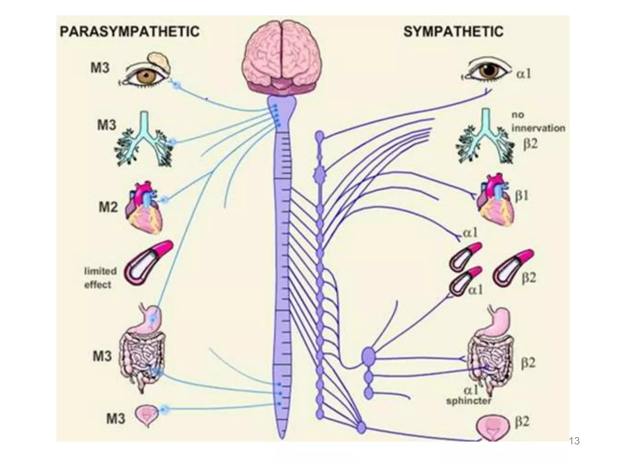 L1: Drugs acting on the ANS | PPTX