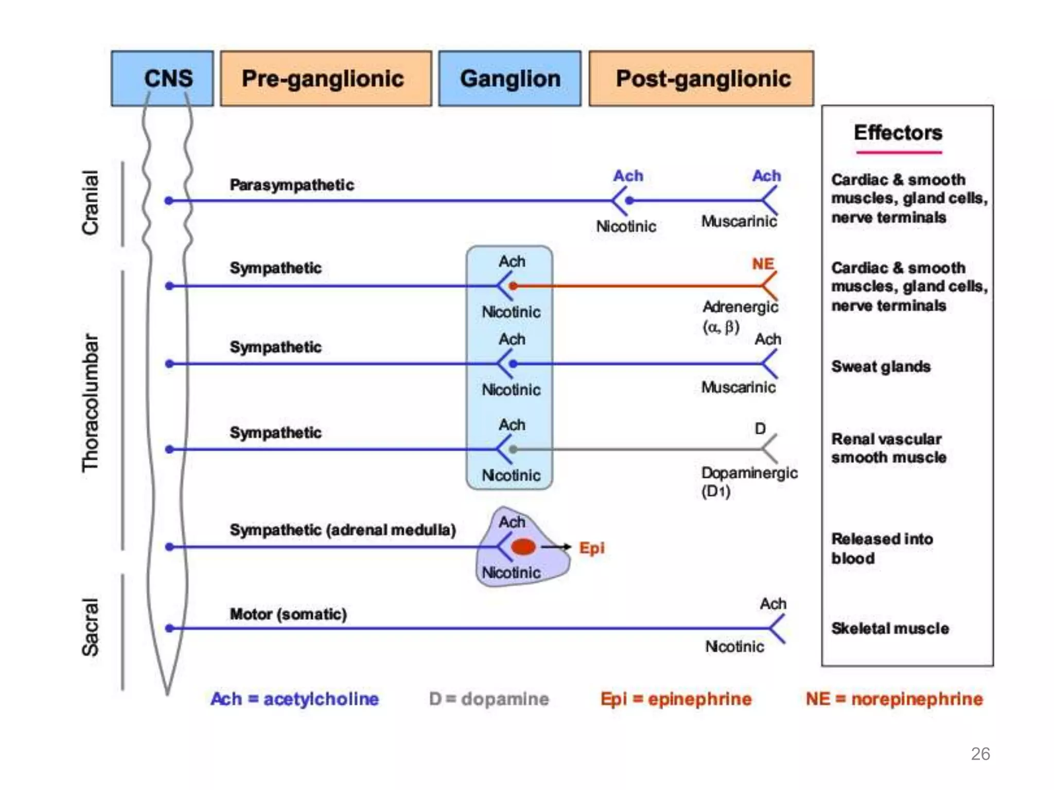 L1: Drugs acting on the ANS | PPTX