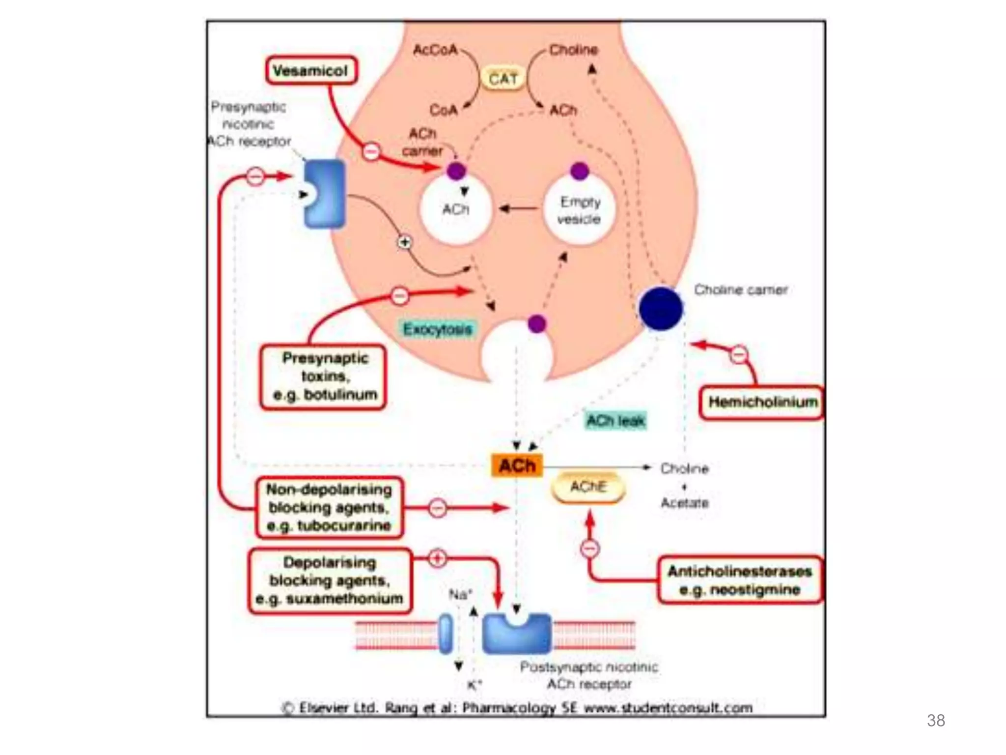L1: Drugs acting on the ANS | PPTX
