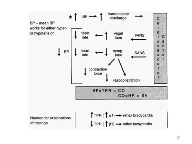 L1: Drugs acting on the ANS | PPTX