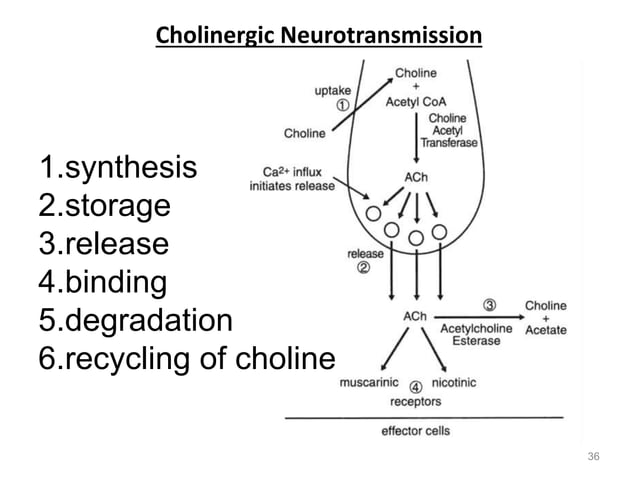 L1: Drugs acting on the ANS | PPTX