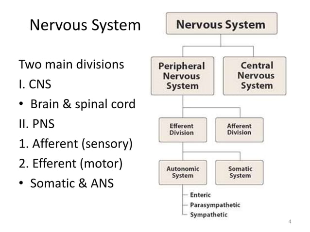 L1: Drugs acting on the ANS | PPTX
