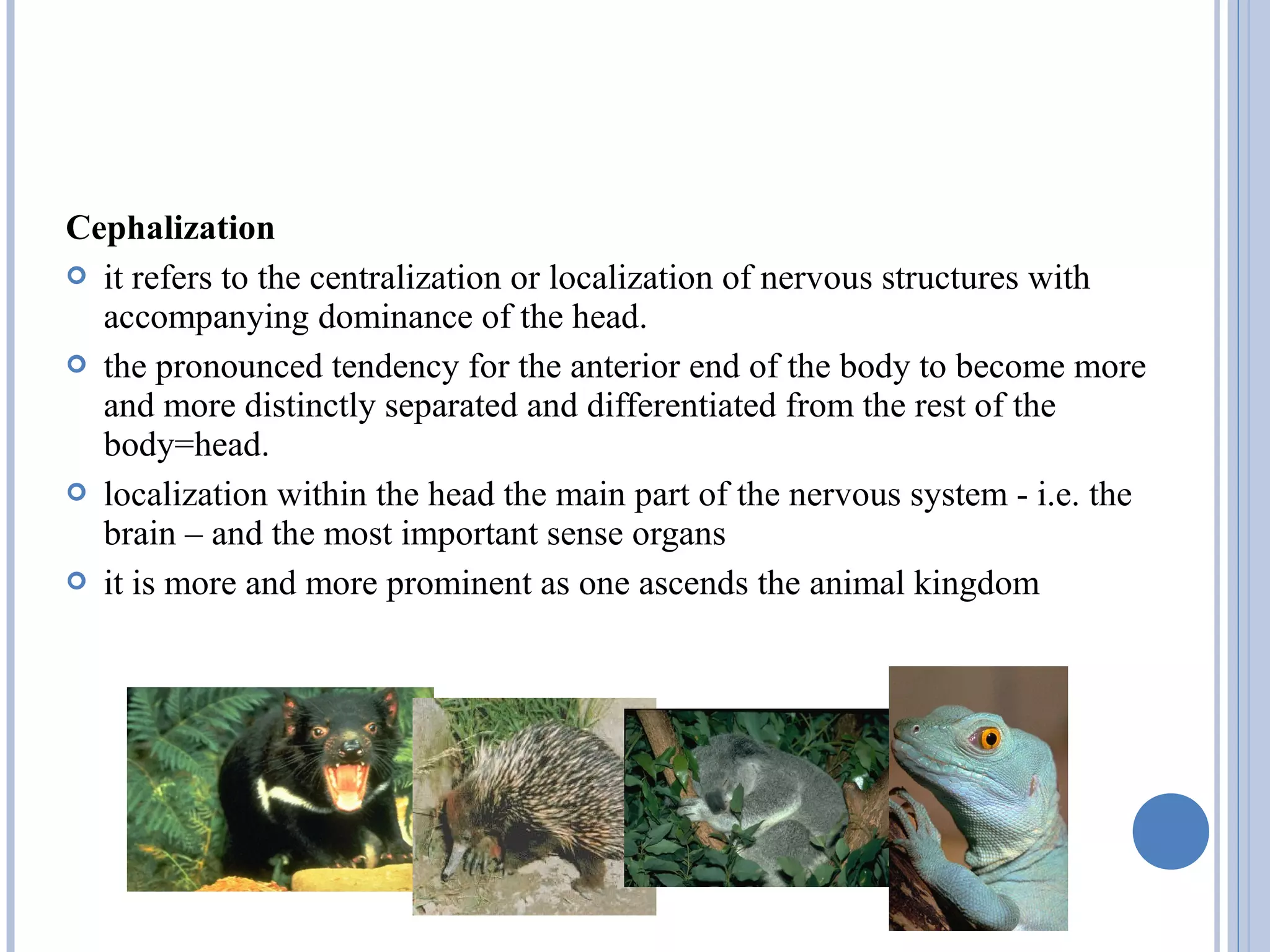 Vertebrate anatomy "term and concepts" | PPT