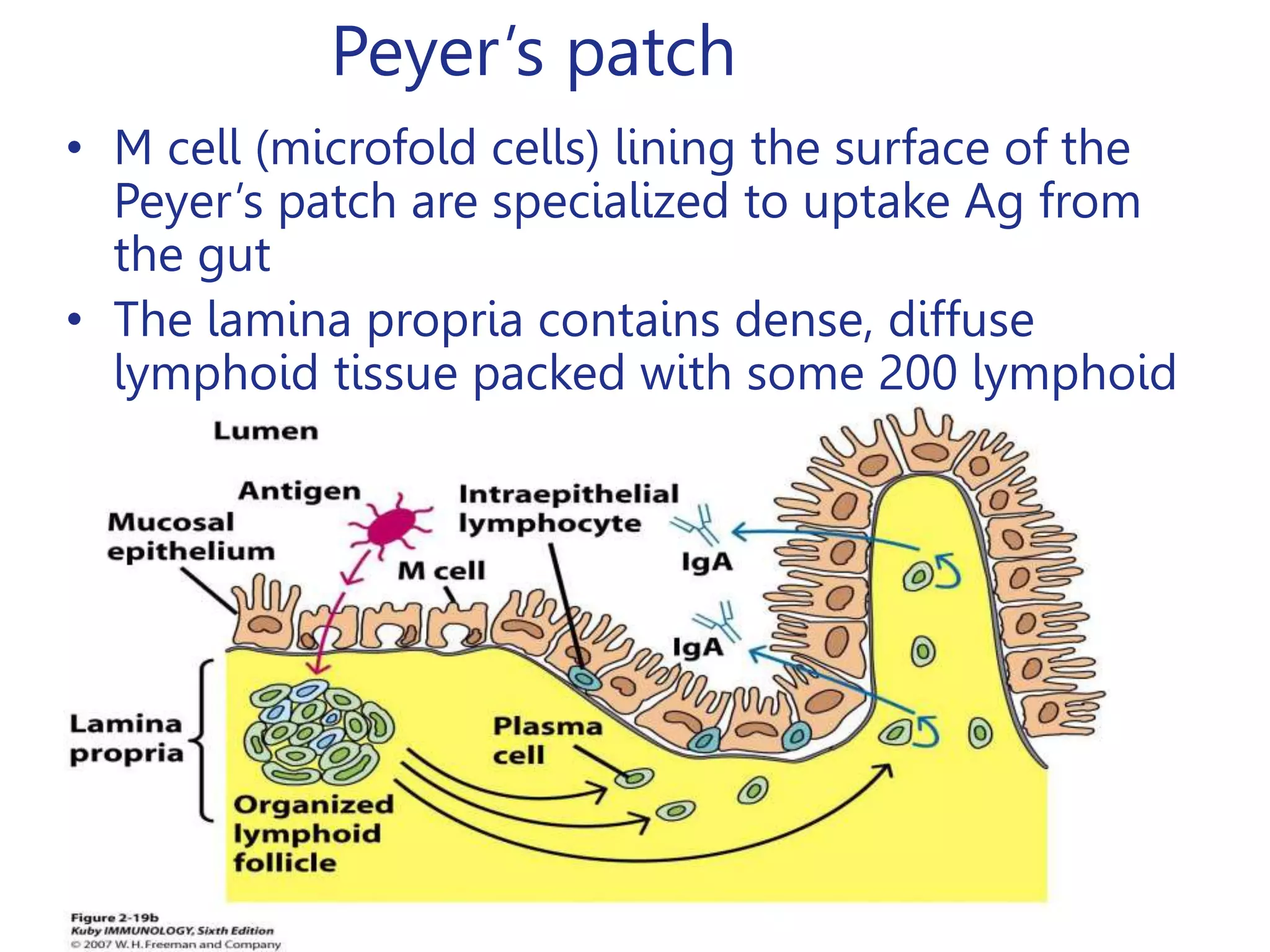 L1.0 Immune System component .pptx