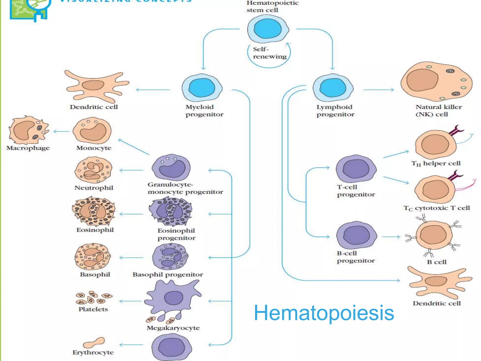 L1.0 Immune System component .pptx