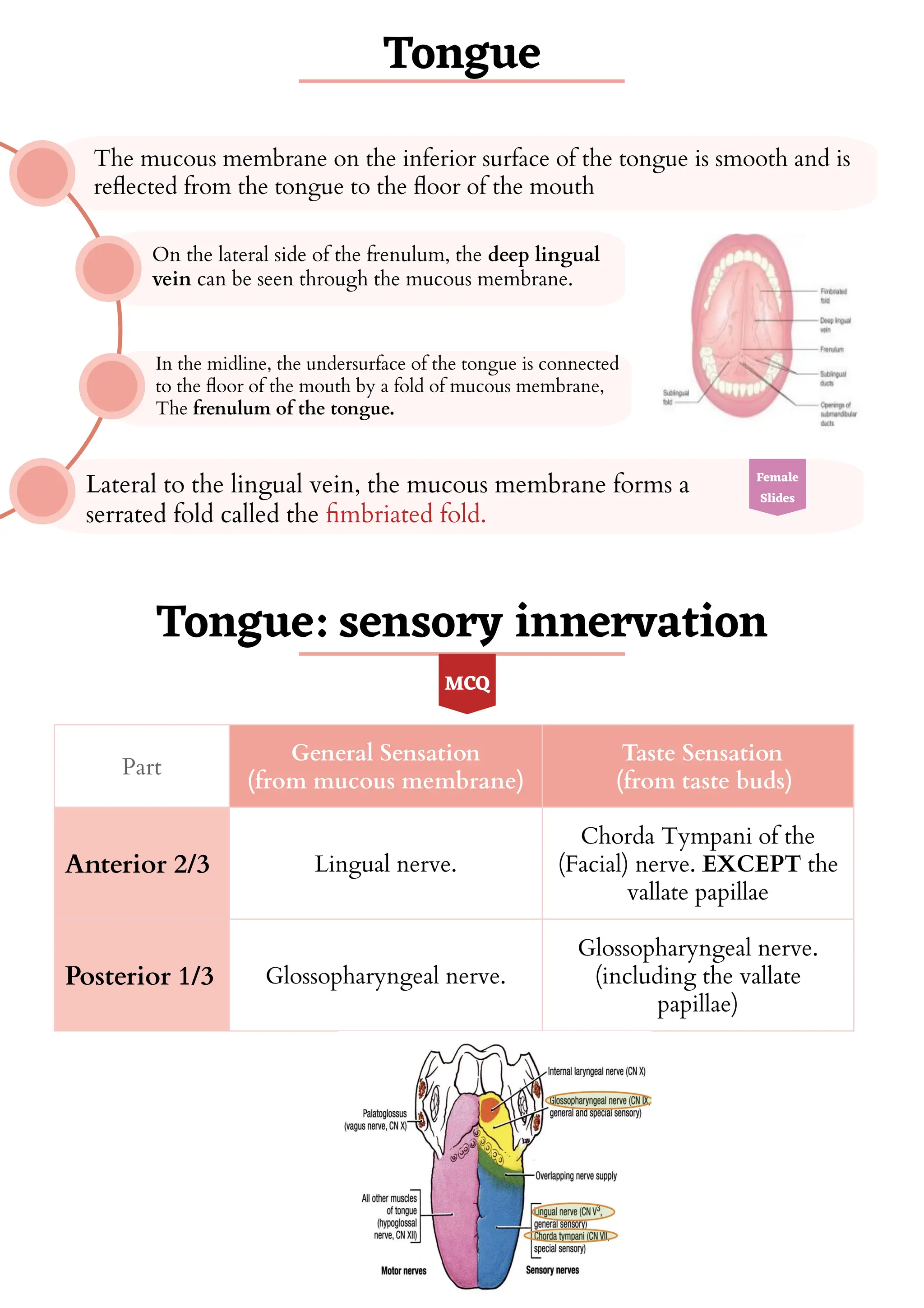 Oral cavity, palate & tongue Anatomy.pdf