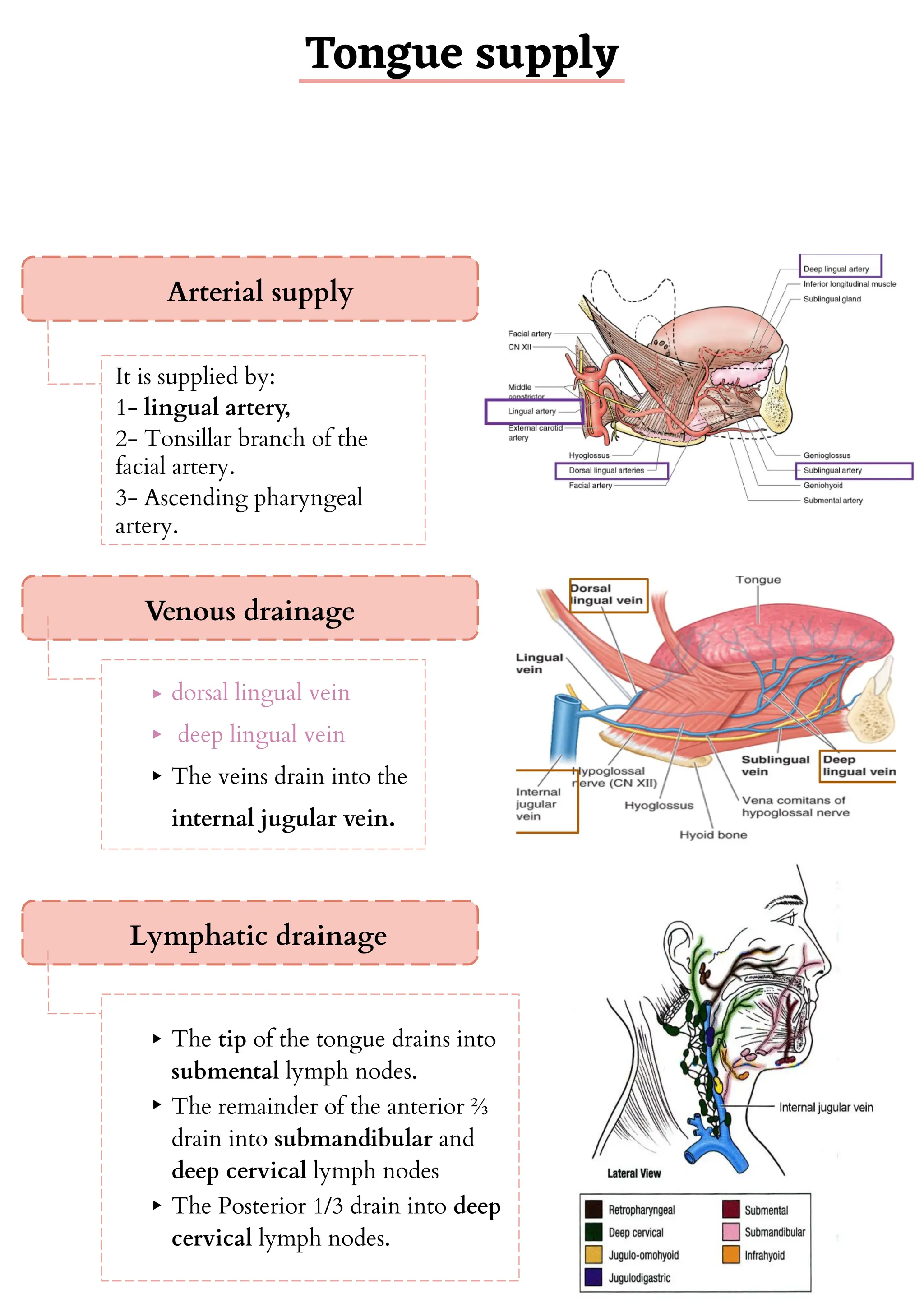 Oral cavity, palate & tongue Anatomy.pdf