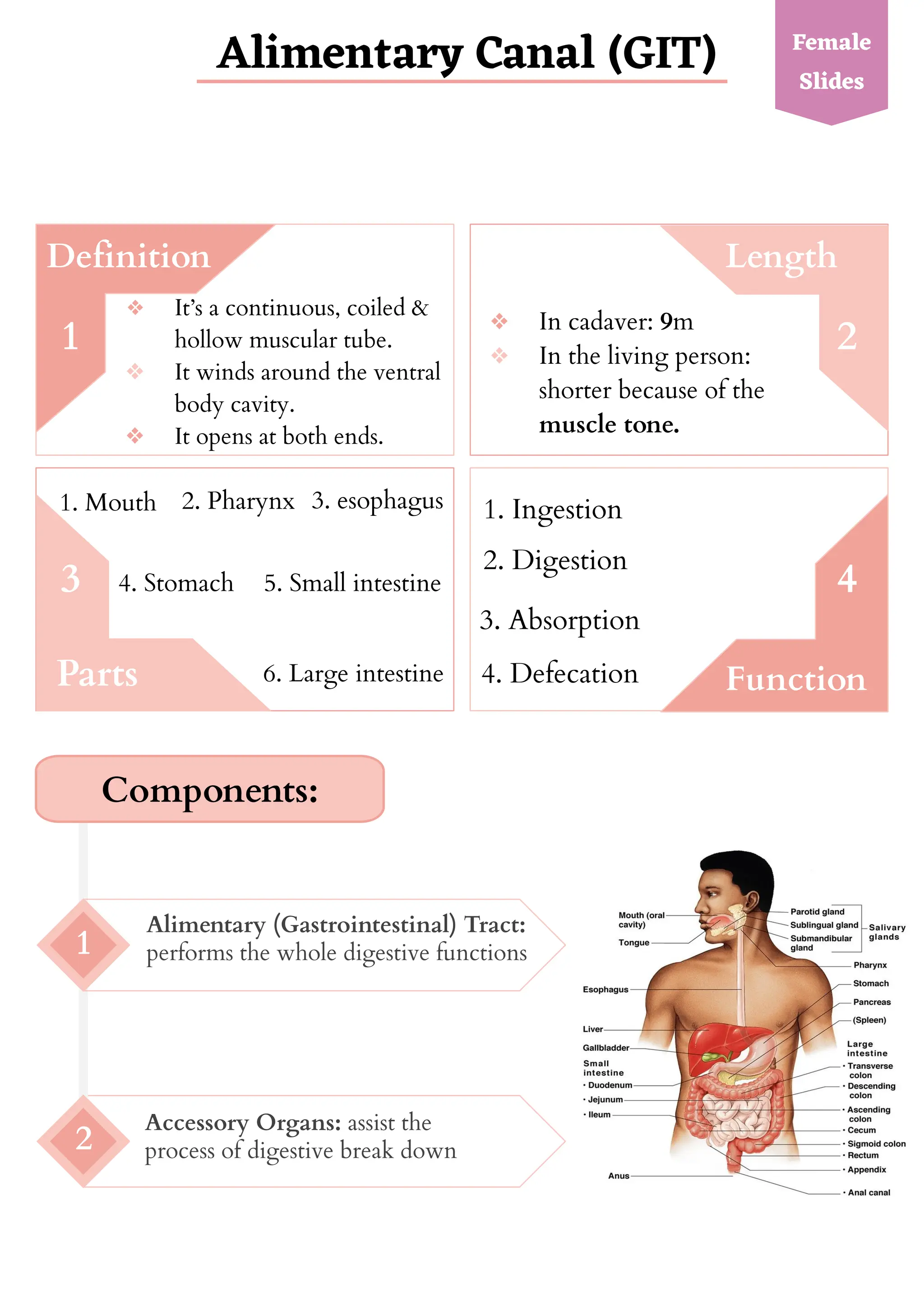 Oral cavity, palate & tongue Anatomy.pdf