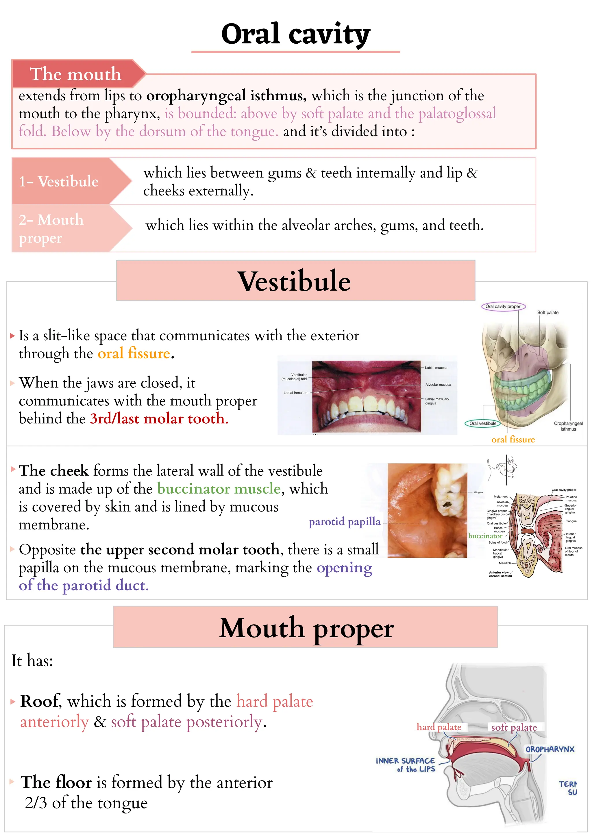 Oral cavity, palate & tongue Anatomy.pdf