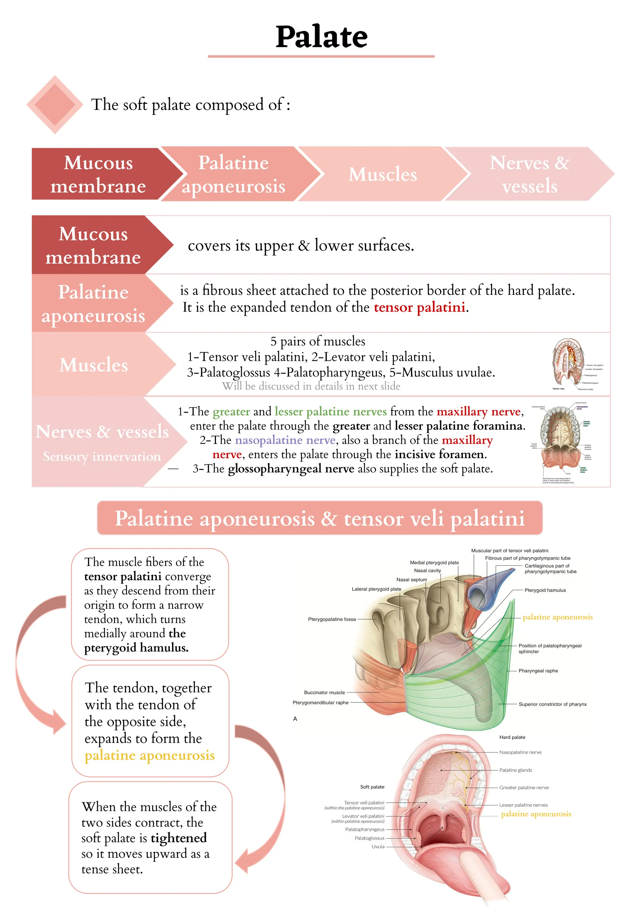 Oral cavity, palate & tongue Anatomy.pdf