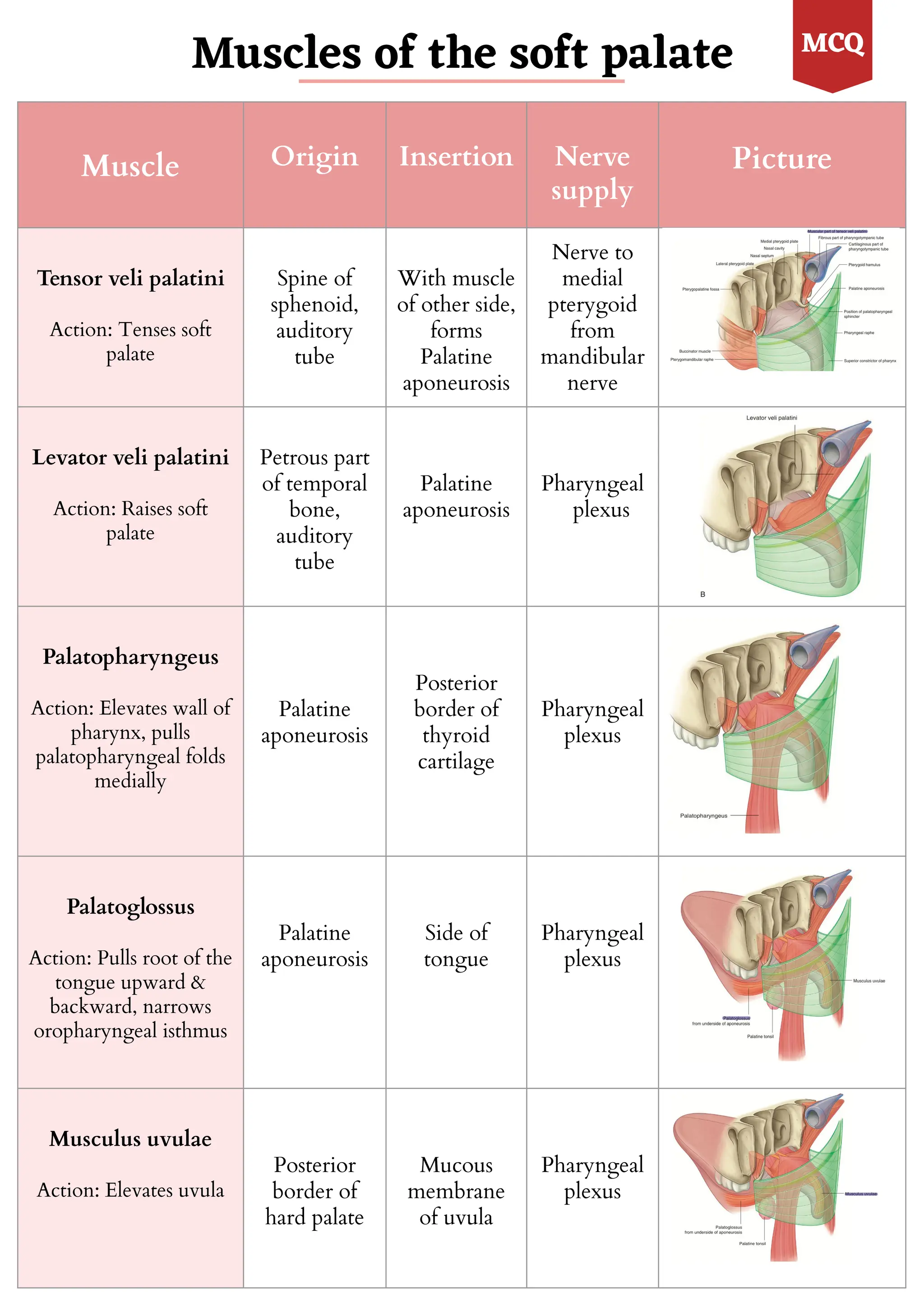 Oral cavity, palate & tongue Anatomy.pdf
