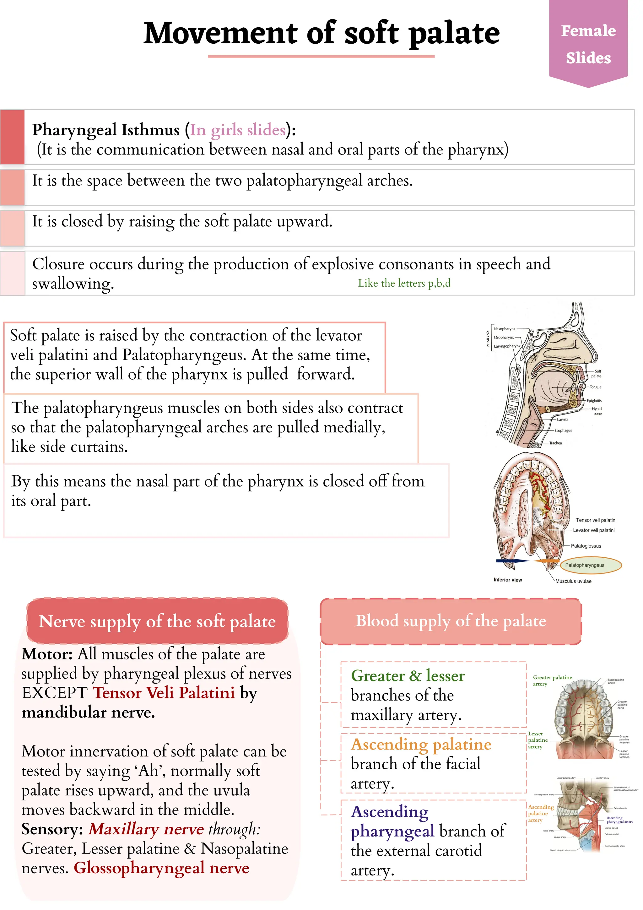 Oral cavity, palate & tongue Anatomy.pdf
