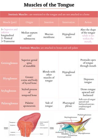 Oral cavity, palate & tongue Anatomy.pdf