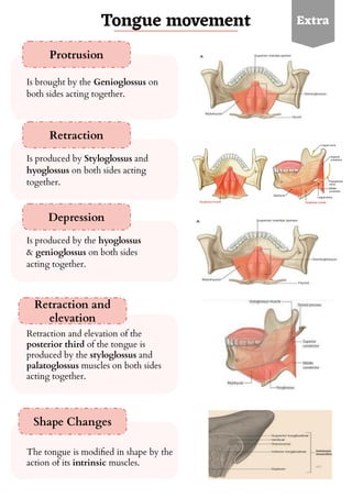 Oral cavity, palate & tongue Anatomy.pdf