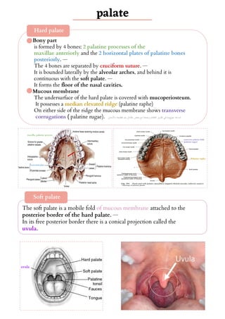 Oral cavity, palate & tongue Anatomy.pdf