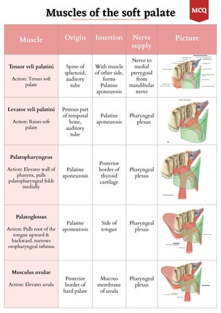 Oral cavity, palate & tongue Anatomy.pdf