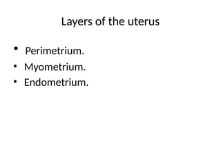 L 1. Anatomy of the female reproductive system.pptx