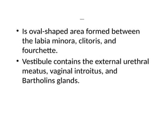 L 1. Anatomy of the female reproductive system.pptx