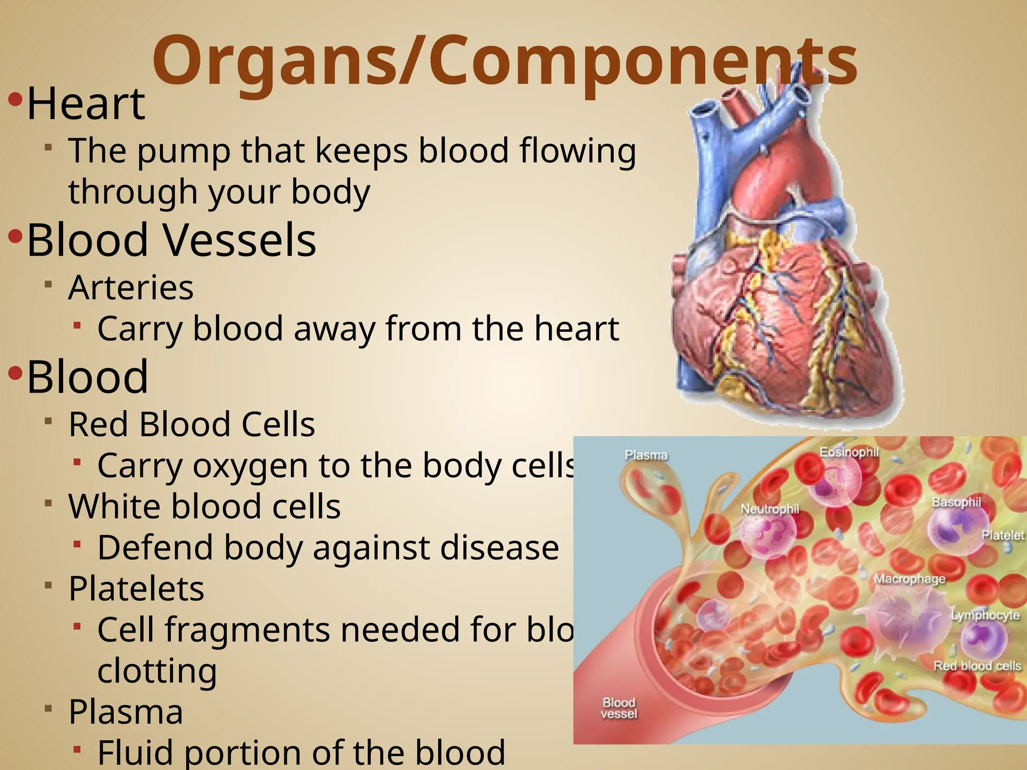 Human Body system Grade 8 Science Lesson number 1 | PPTX