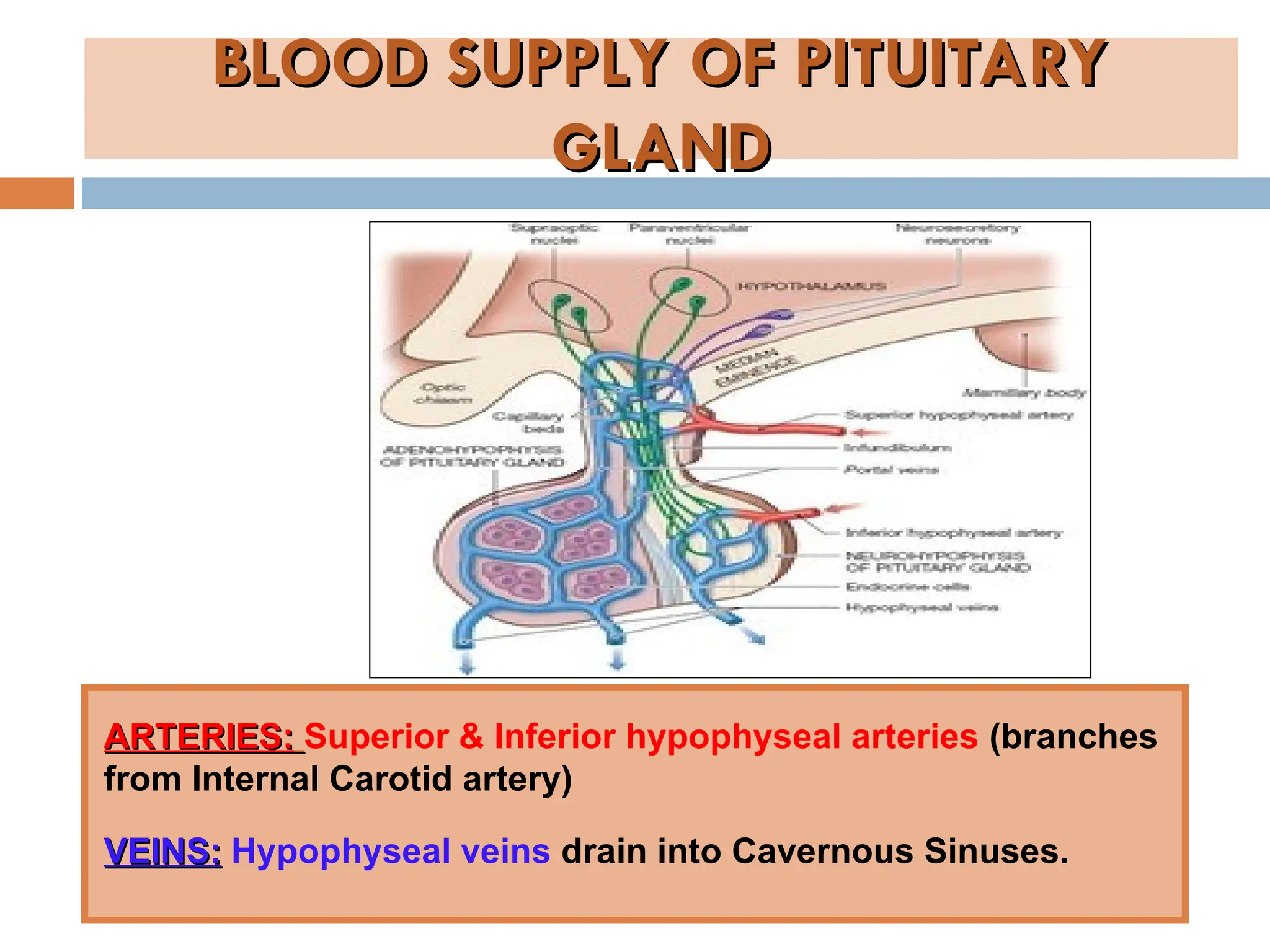 L1-Anatomy of pituitary gland and clinical corrolates .ppt