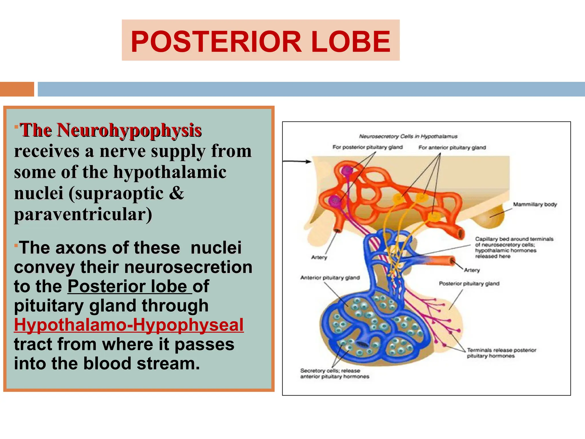 L1-Anatomy of pituitary gland and clinical corrolates .ppt