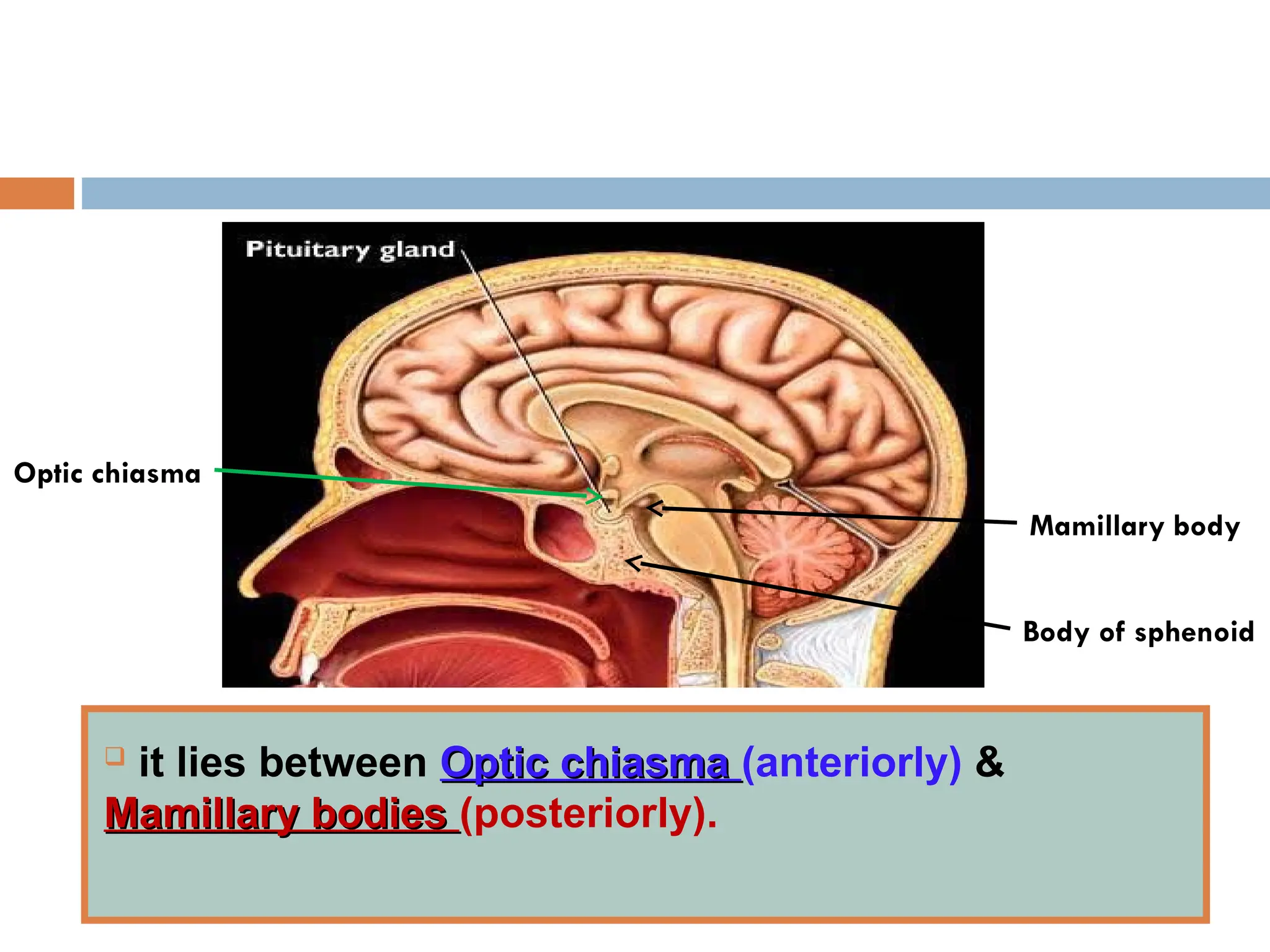 L1-Anatomy of pituitary gland and clinical corrolates .ppt