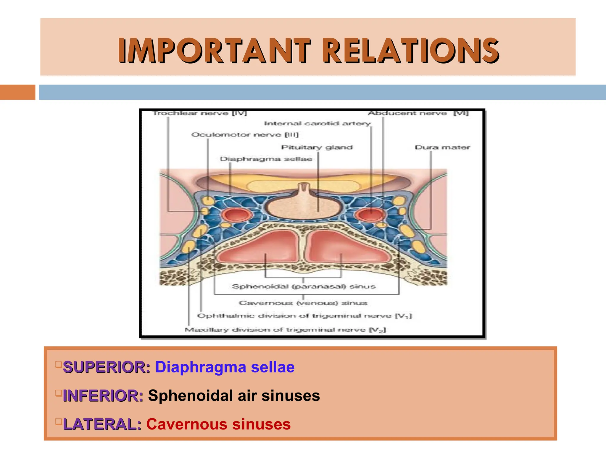 L1-Anatomy of pituitary gland and clinical corrolates .ppt