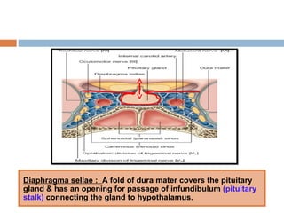 L1-Anatomy of pituitary gland and clinical corrolates .ppt