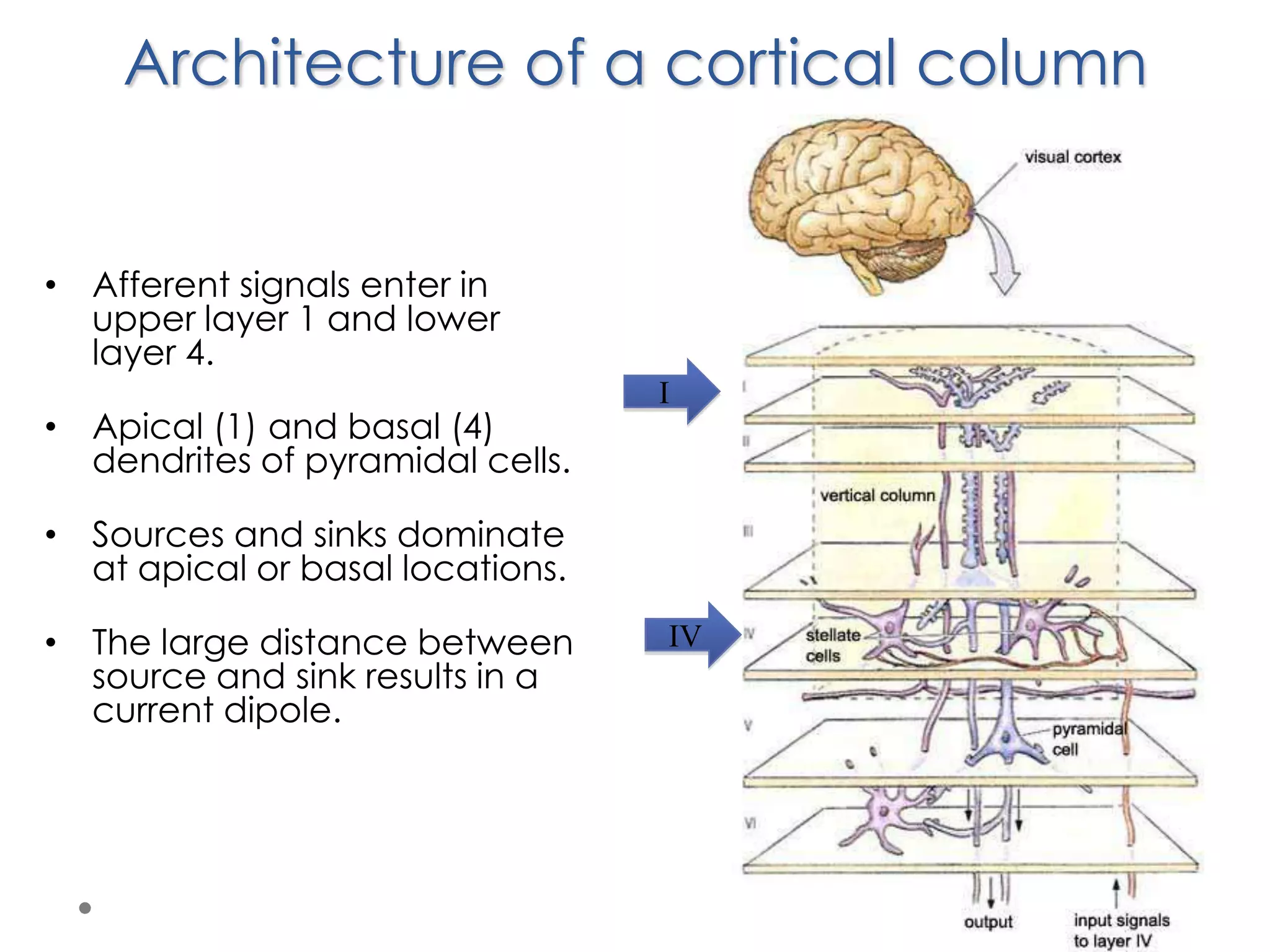 Biophysical Basis of EEG | PPTX