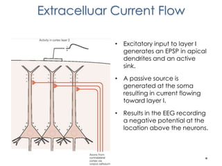 Biophysical Basis of EEG | PPTX
