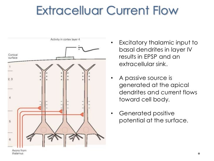 Biophysical Basis of EEG