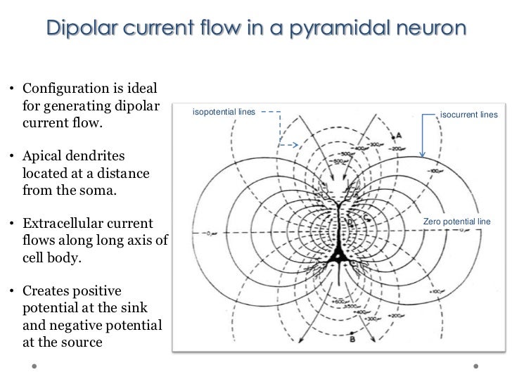 Biophysical Basis of EEG
