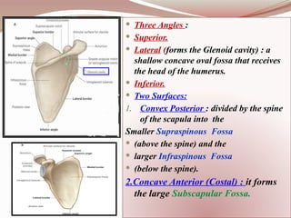 L1-Bones of upper limb.pptx Pectoral girdle, arm,forearm and hand | PPTX